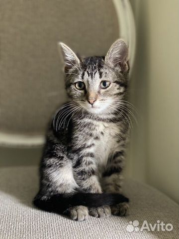 Котенок в добрые руки