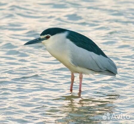 Кваква обыкновенная (Nycticorax nycticorax)