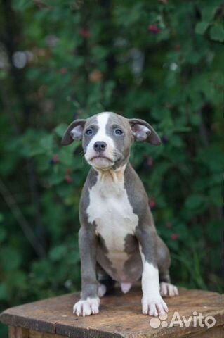 Голубой кобель ам.стаффа