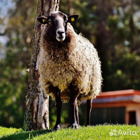 Овцы бараны ягнята