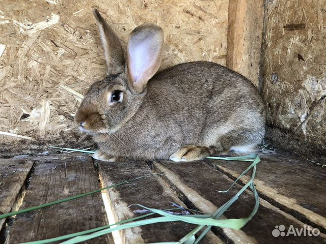 Кролики фландр и калифорнийский