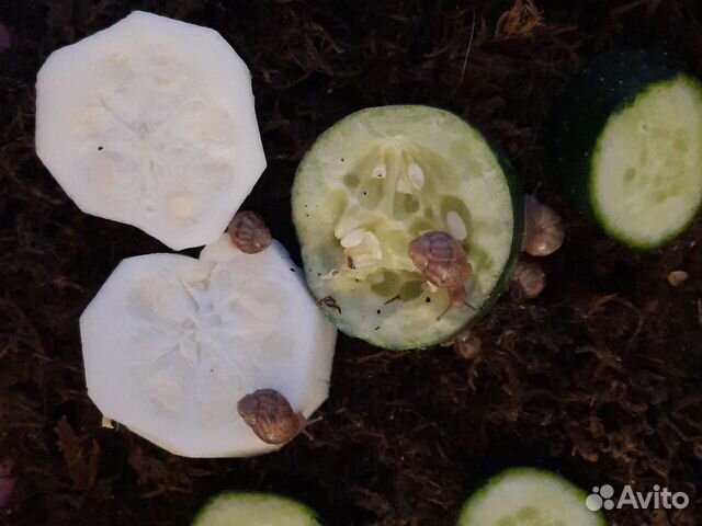 Продаю малышей улиток