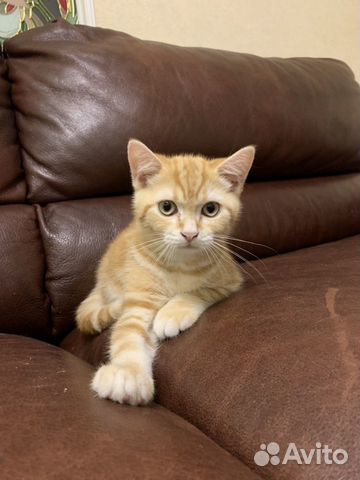 Котёнок шотландской породы страйт