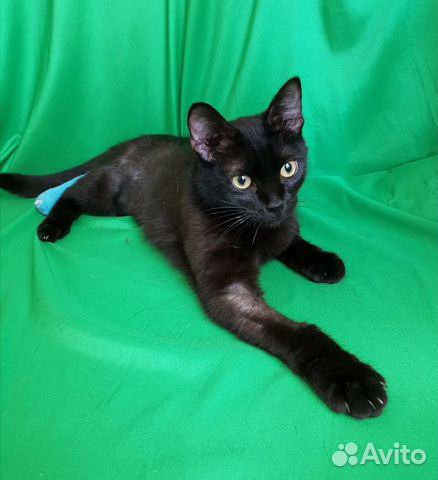 Черный котик Васька