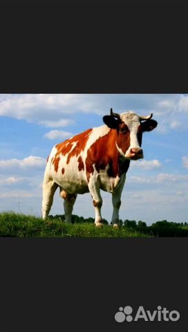 Коровы, телки