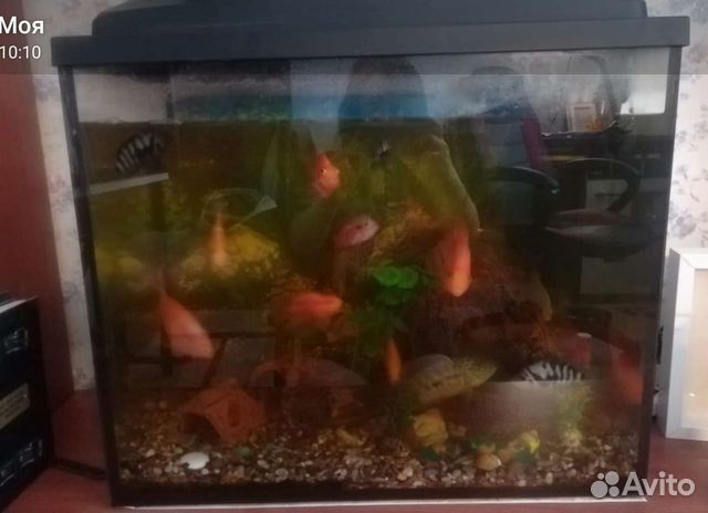 Аквариум и рыбки