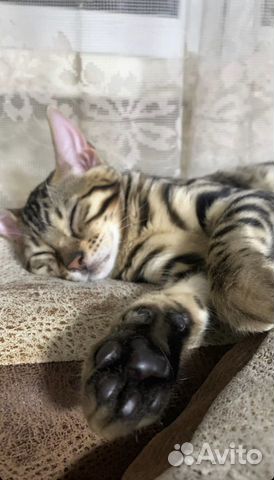 Бенгальская кошка ben 24
