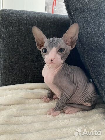 Донской сфинкс котята