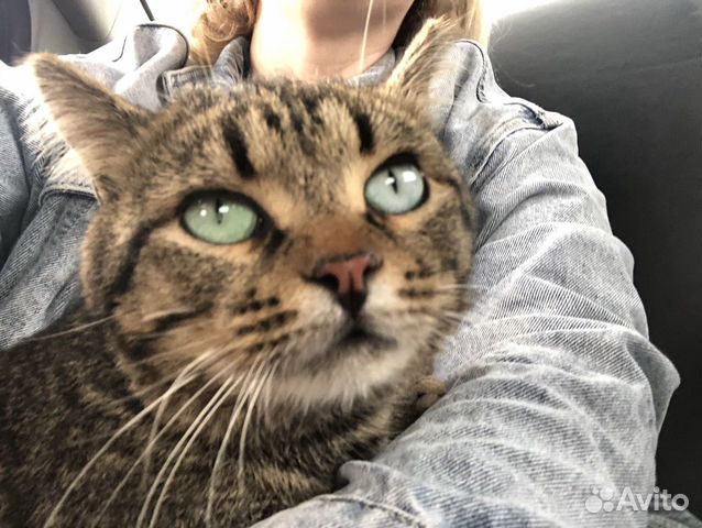 Кот с изумрудными глазами