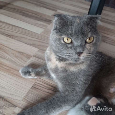 Котята в добрые руки бесплатно. Котята от вислоухо