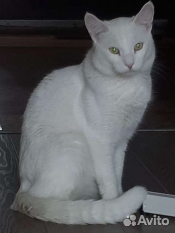 Кот Кокос бесплатно
