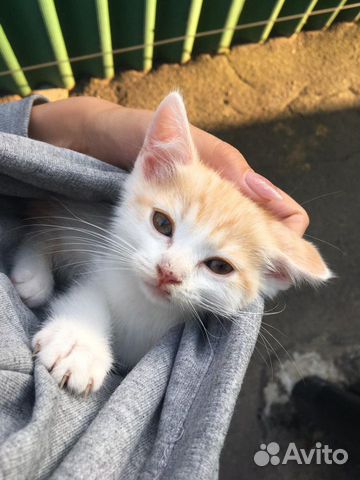 Котенок