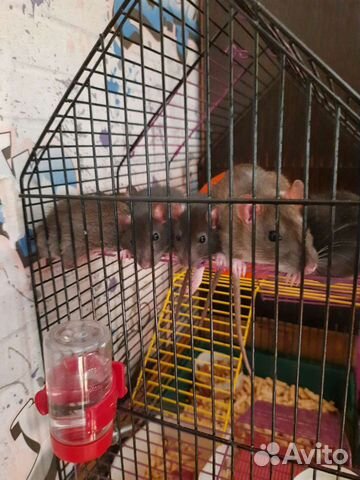 Крыса цветная