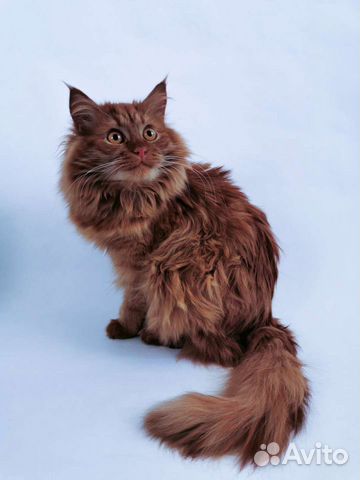 Сибирский кот