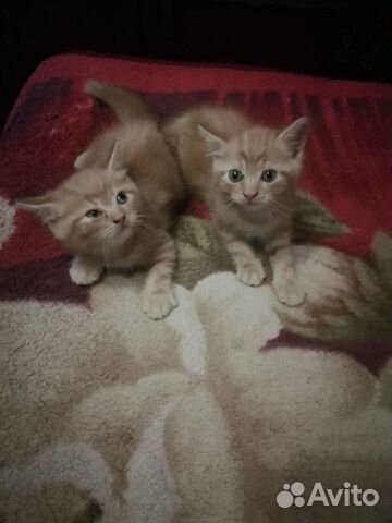Котята в добрые руки мальчики рыжие родились 19 ию
