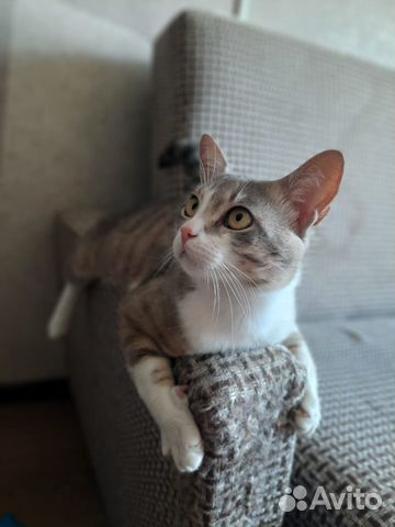 Ищем заботливые ручки