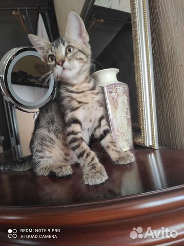 Котенок девочка ищет дом