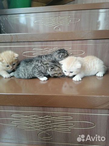 Шотландские вислоухие котята