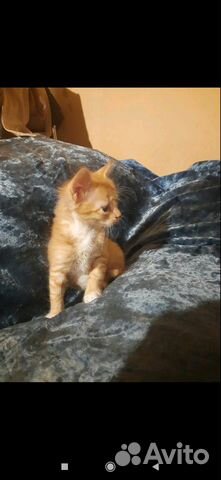 Пристраиваю 2 рыженьких мальчиков и серую девочку