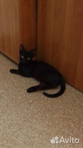 Котенок в добрые руки