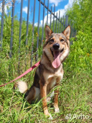 Пёс волчонок Того ищет дом