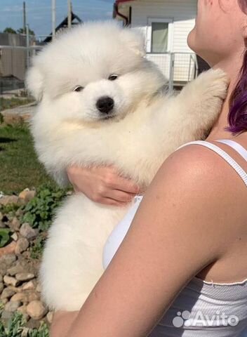 Самоед.Медвежий тип(тяжелый костяк)