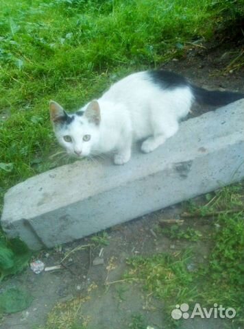 Котята сироты 3 месяца