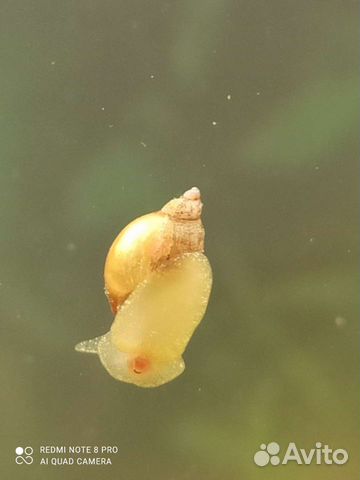 Улитки Покемон