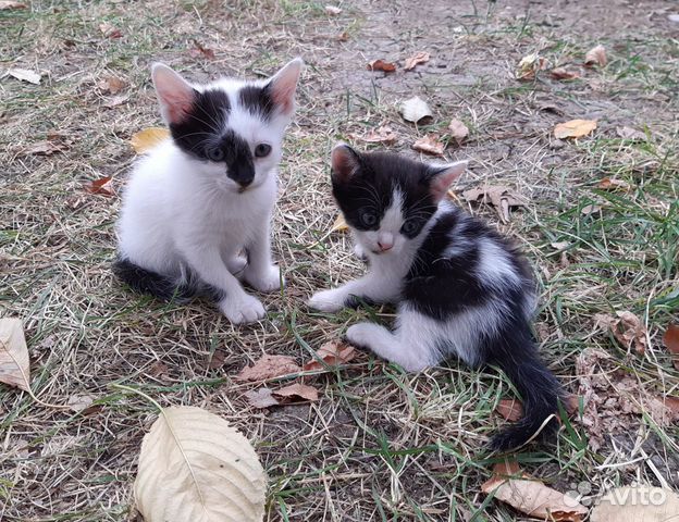 Котята 2-х цветные: мальчик и девочка: бело-черные