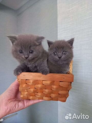 Британские котята