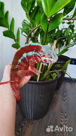 Пантеровый хамелеон самец