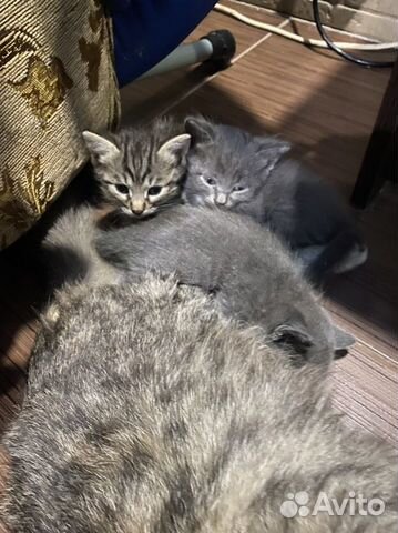 Котята 1 месяц