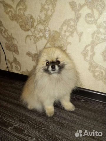 Померанский шпиц мини