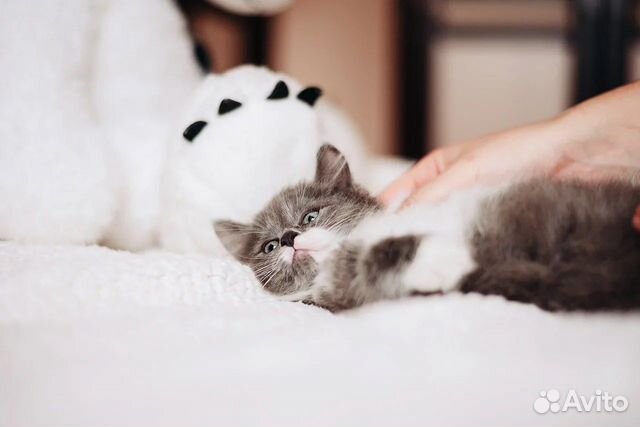 Малышка Бонни в добрые руки