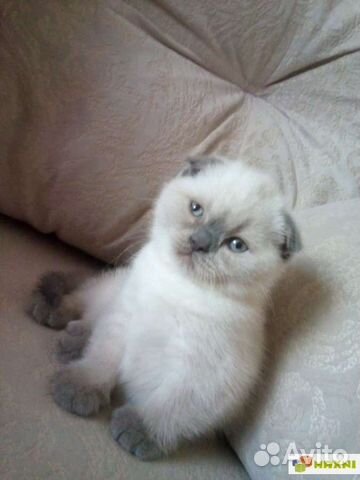 Продаются шотландские котята, кушают всё к туалету