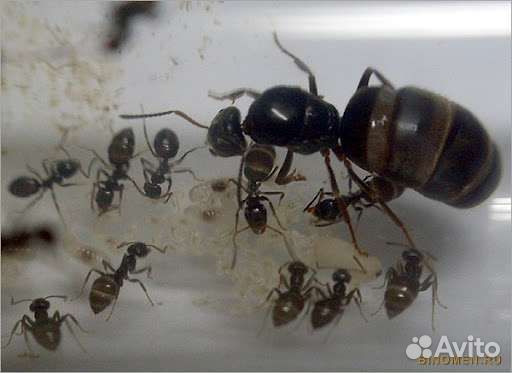 Lasius niger