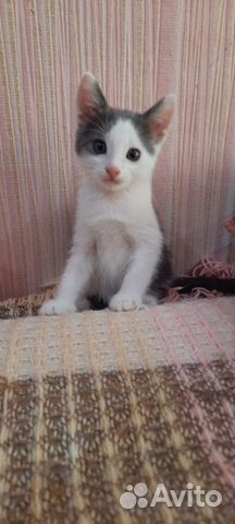 Котёнок в добрые ручки