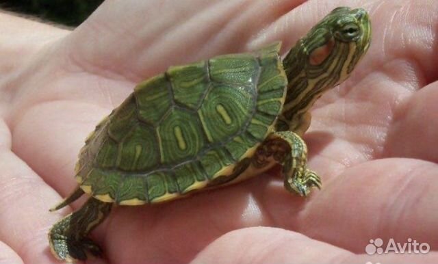 Черепаха