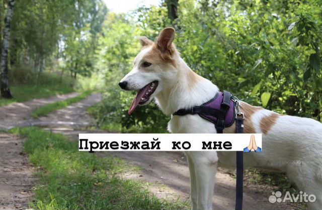 Ищем дом для Шанельки