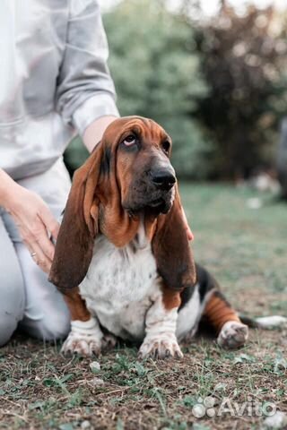Девочка бассет-хаунд