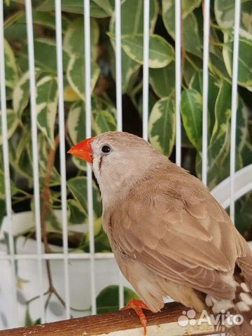 Амадин (девочка)