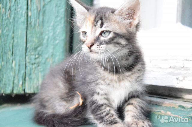 Котенок трехцвет