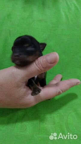 Мини той-терьер щенки продажа