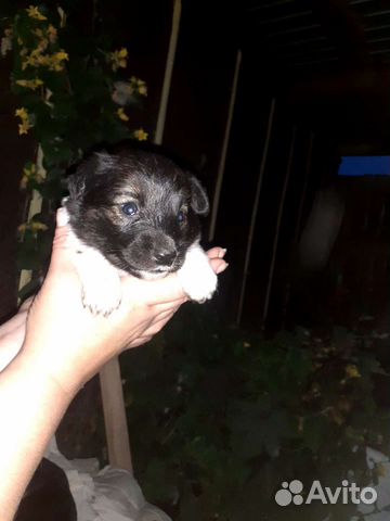 Отдам в добрые руки щенков.Все мальчики,белая дево