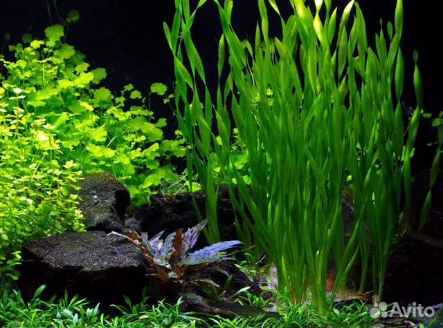 Аквариумные водоросли валлиснерии