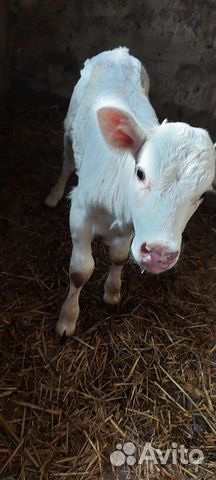 Бычки и быки телки