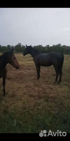 Лошади жеребята