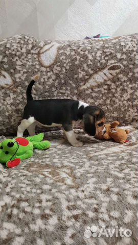 Бигль щенки с документами РКФ