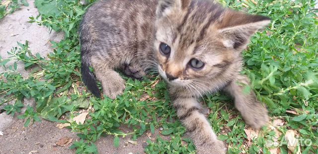 Кошка в дар