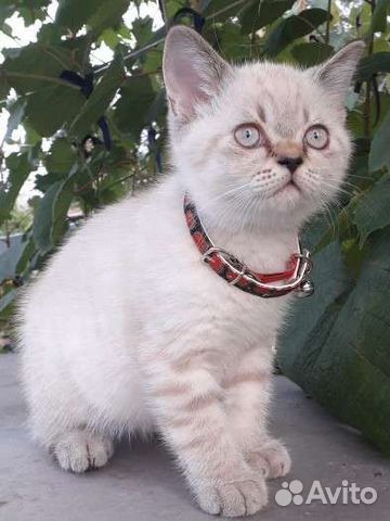 Чистокровный колорчик